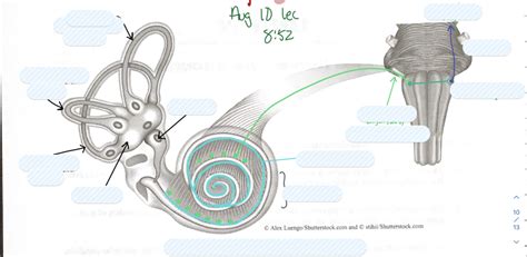 Cochlear Nerve Exam 2 Diagram Quizlet