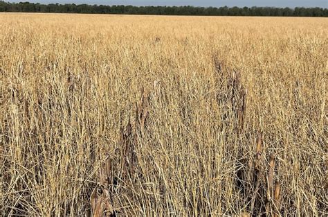 Plan Post Harvest Cover Crop Planting For Weed Suppression Cotton Grower