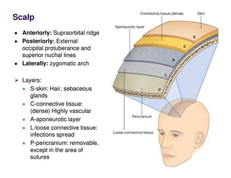 Scalp1pdf Scalp1pdf