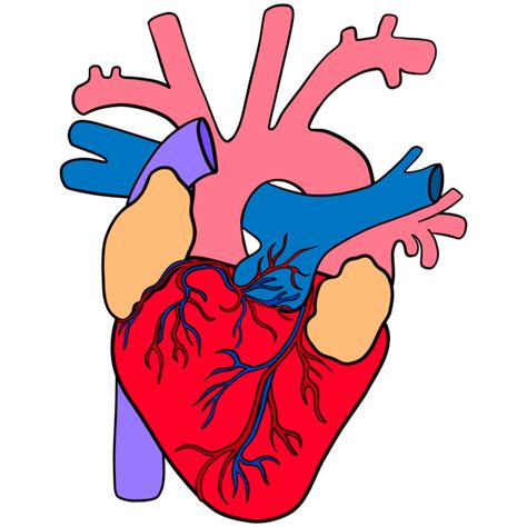 Sistema Cardiovascular Png Para Descargar Gratis