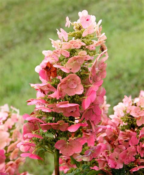 Dwarf Oakleaf Hydrangea Ruby Slippers