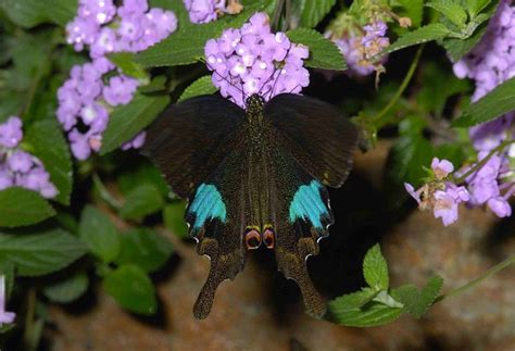 蝶 鳳蝶科 大琉璃紋鳳蝶 雌蝶背面 聖母山莊 Papilio paris 翁明毅 Flickr