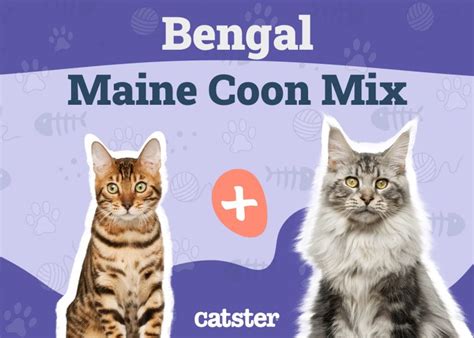 Orange Maine Coon Cat Breed Info Pictures Traits And More Catster