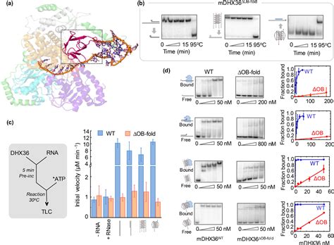 Rna Secondary Structure Unwinding Semantic Scholar