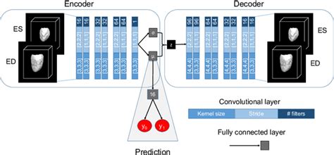 Learning Interpretable Anatomical Features Through Deep Generative Models Application To