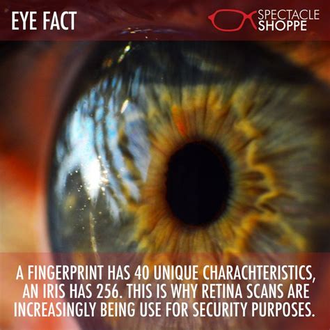 A Fingerprint Has Unique Characteristics An Iris Has This Is Why Retina Scans Are