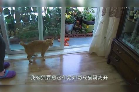 主人每天用夹子夹小猫，为了不让小猫抓狂，最终真相大白小猫咪撸猫猫咪的迷惑行为小猫夹子猫咪