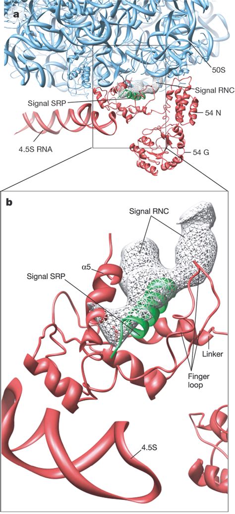 Transfer Of Signal Sequence From The Ribosome To Srp A The Models Of Download Scientific