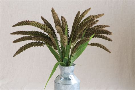 Highlander Ornamental Grass Seed Seedsday