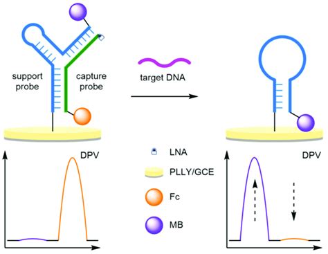 Schematic Representation Of A Biosensor For The Detection Of Single