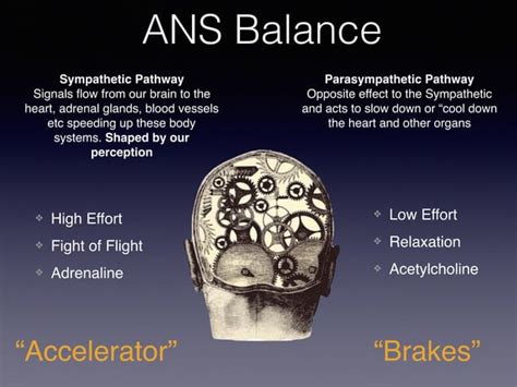Embodied Cognition European Neuro Convention 2017 Ppt