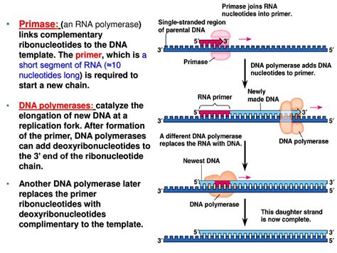 General Animal Biology Ppt Download