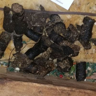 What Does A Possum Poop Look Like Possum Poop Possum Facts