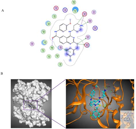 Predicted Binding Modes Of Compound 19n With Egfrpdb Code 3ug2 A Download Scientific