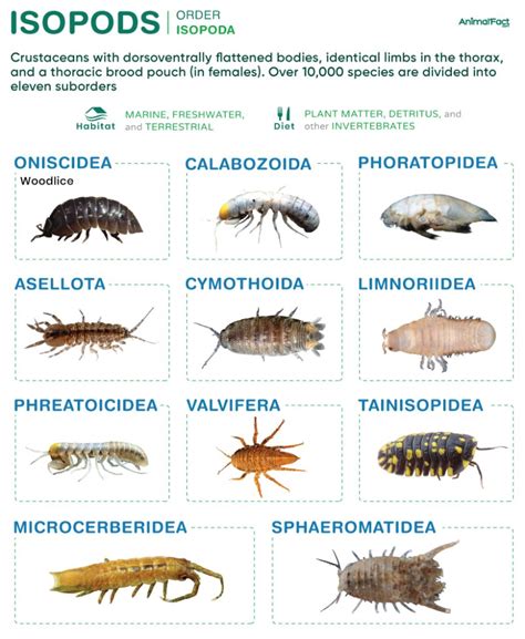 Isopod Types Size Anatomy Lifespan Habitat Diet And Pictures