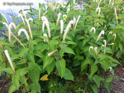 Saururus Cernuus Lizards Tail Top Tropicals Plant Encyclopedia