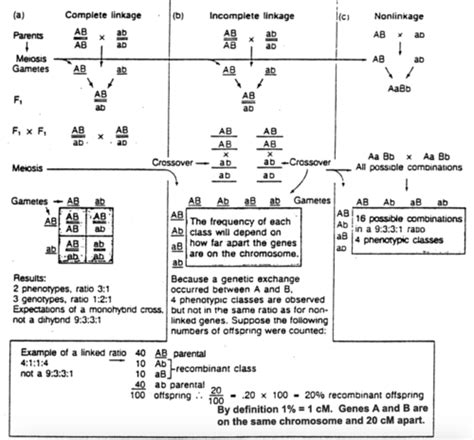 Genetic Recombination And Linkage Analysis Flashcards Quizlet