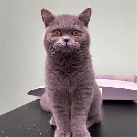 Veterinary Services In Knutsford From Tatton Veterinary Practice