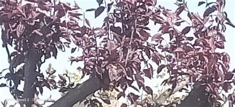 Tree Leaves Trunk Of Free Photo On Pixabay Pixabay