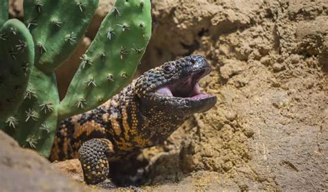 Helodermatidae Gila Monsters Facts Distribution And Population Biodb