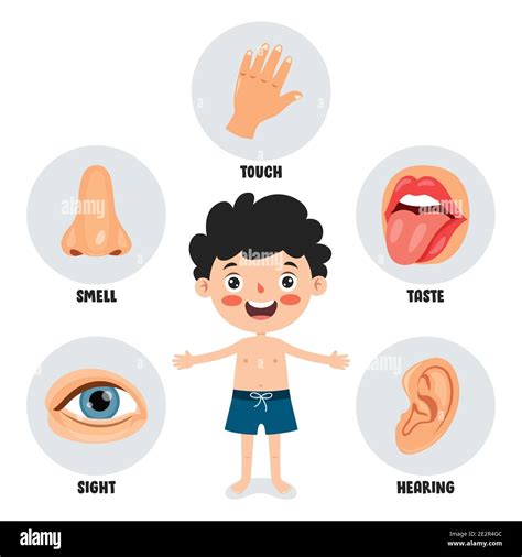 Five Senses Concept With Human Organs Stock Vector Image And Art Alamy