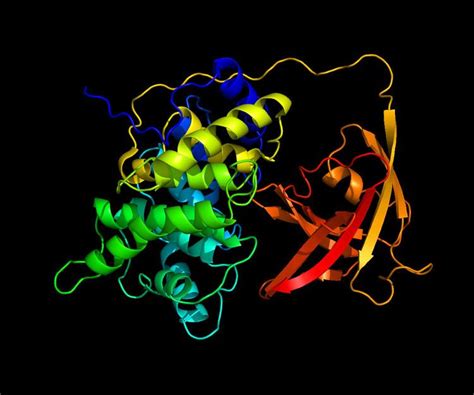 Intrinsic Factor Alchetron The Free Social Encyclopedia