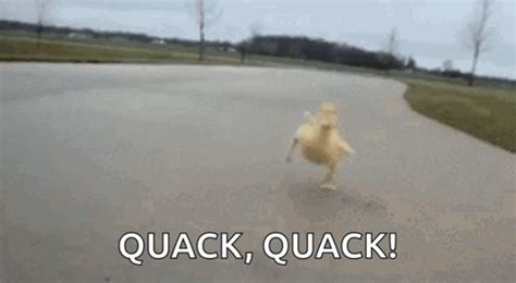Duck Quack  Duck Quack Running Discover And Share S