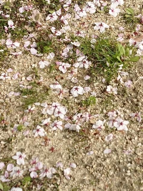 散りゆく桜 勿忘草の小部屋