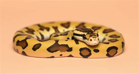Leopard Ball Python Genetics Breeding Outco Hatchledger