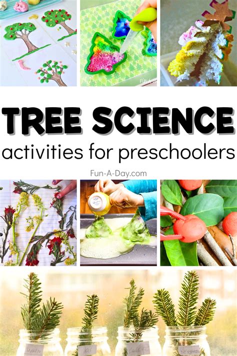 Tree Science Activities For Prebabeers Fun A Day