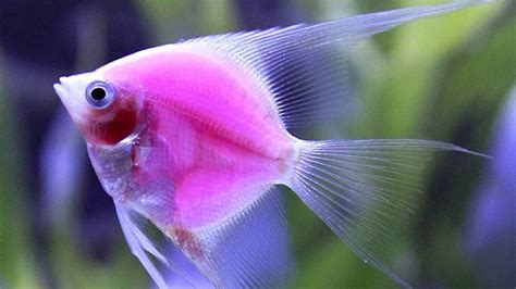 Freshwater Angelfish Types