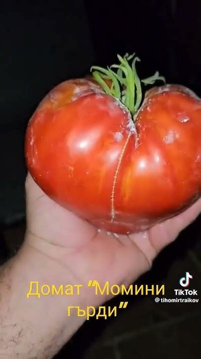 А ти ял ли си домат Момини гърди Youtube