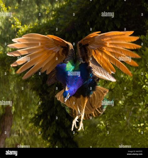 Peacock Flying