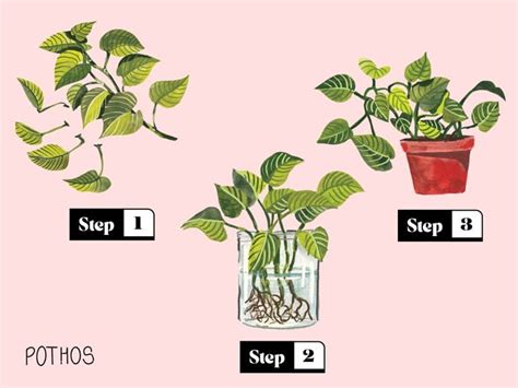 Easy Ways To Propagate Plants You Have At Home Chatelaine