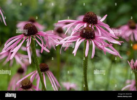 Purple Coneflowers Echinacea Purpurea Also Called Red