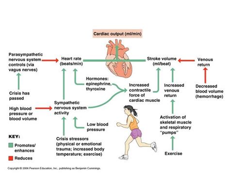 How Can The Heart Increase Cardiac Output Socratic