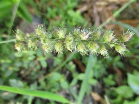 How To Identify And Control Grassy Weeds