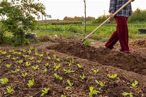 Premium Photo Vegetable Plot Small To Medium Sized Lettuce Seedlings