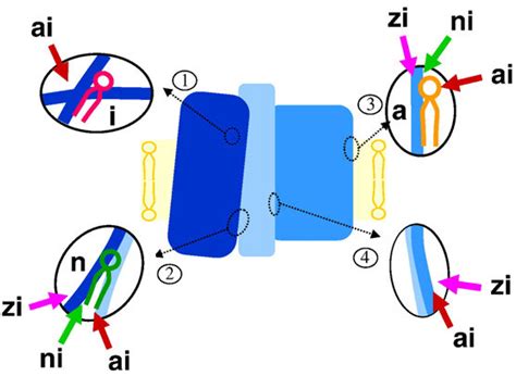 Localized Solubilization Of Membrane Proteins And Lipids By Anionic