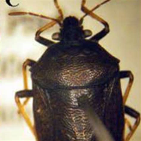 Rice Black Bug Fmc Philippines