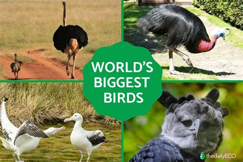 The 12 Biggest Birds In The World Names Characteristics And Photos