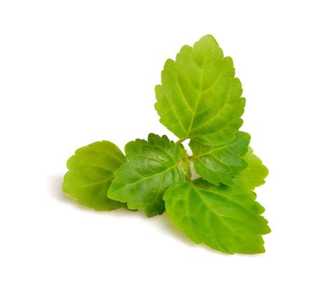 Patschuli Pogostemon Cablin Massage Hypnose Wien