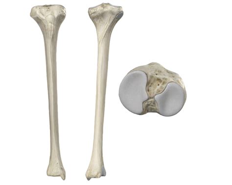 Diagram Of Tibia Quizlet