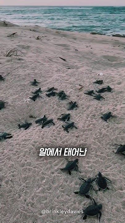 갓 태어난 거북이의 극한 레이스 Youtube