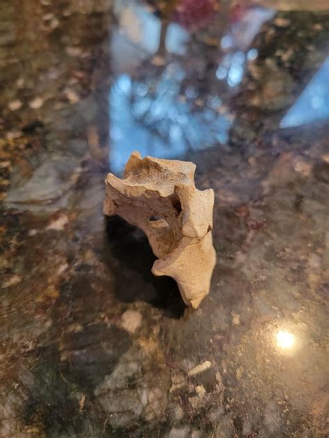 Fossil Bone Rock R Fossilid