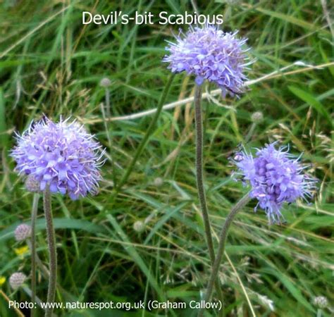 Devils Bit Scabious
