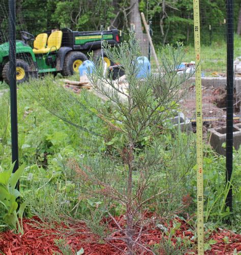 Growing A Sequoia In Zone 5 2017