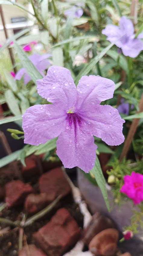 Pankaj Yadav Fotografía