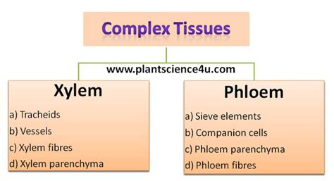 Complex Permanent Tissues In Plants Structure Types And Functions