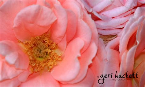 Geri Hackett Photography 140 365 Facebook